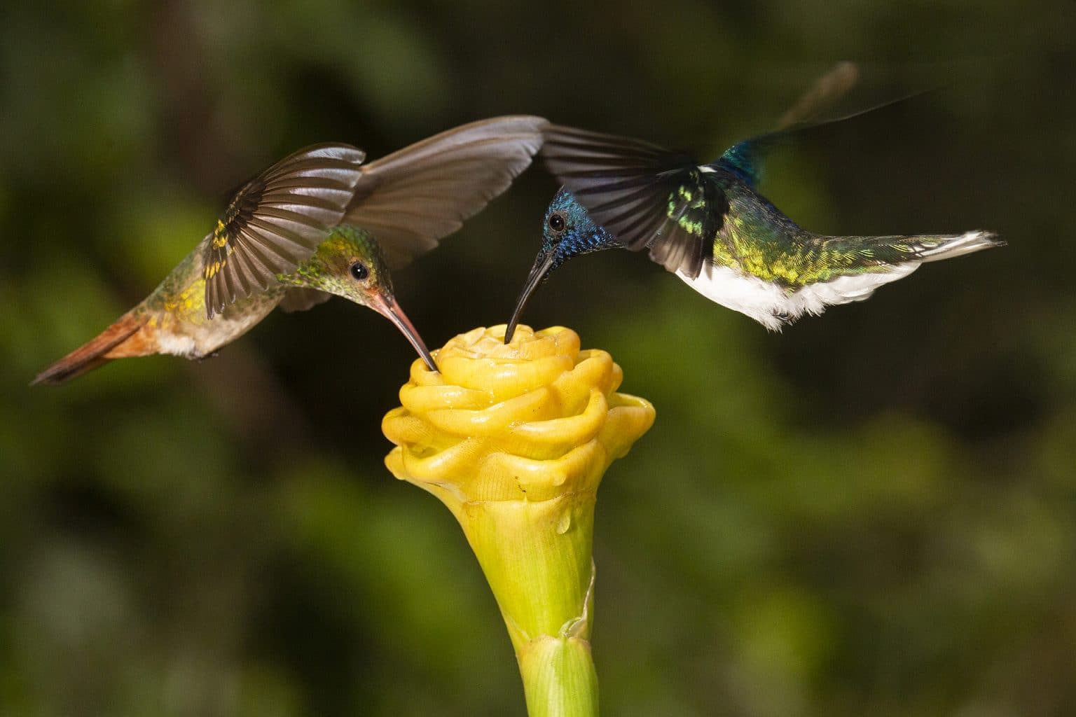 Explorando la Maravillosa Diversidad de Colibríes en Mindo, Ecuador ...